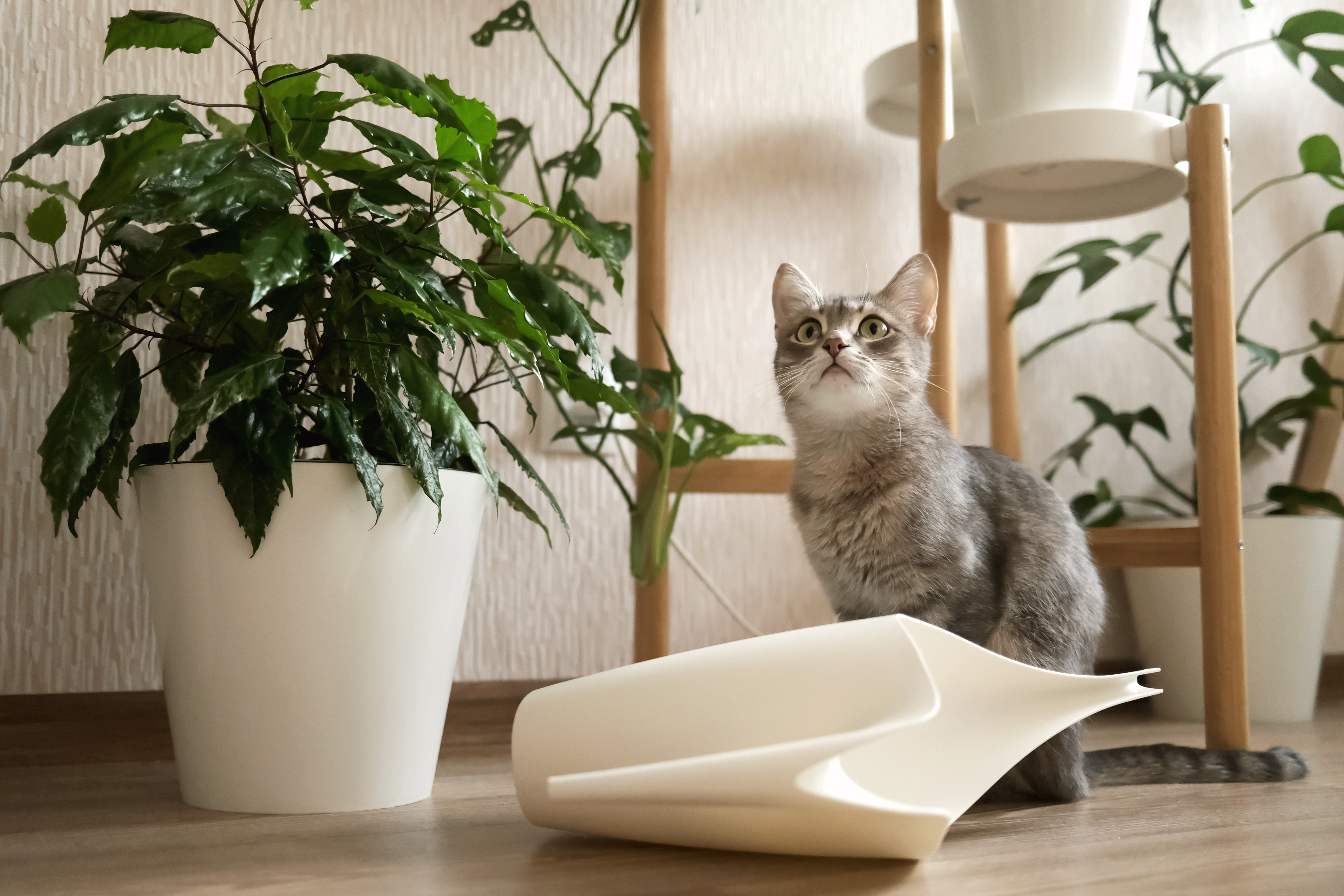 고양이가 사람이라면 몇 살일까? > 포스트 - 피터페터